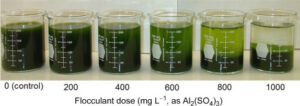 Flocculant – sgchemicals